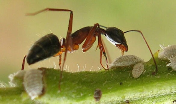 Mieren bestrijden. De natuurlijke en milieuvriendelijke aanpak voor ...