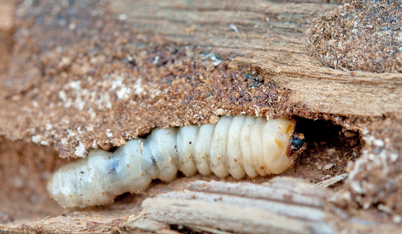 Houtwormkever natuurlijk bestrijden