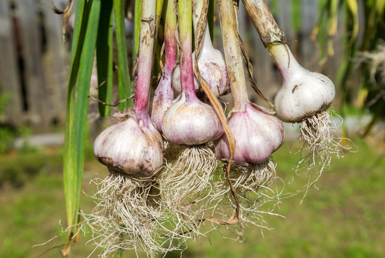 Mieren bestrijden met een natuurlijke en milieuvriendelijke aanpak